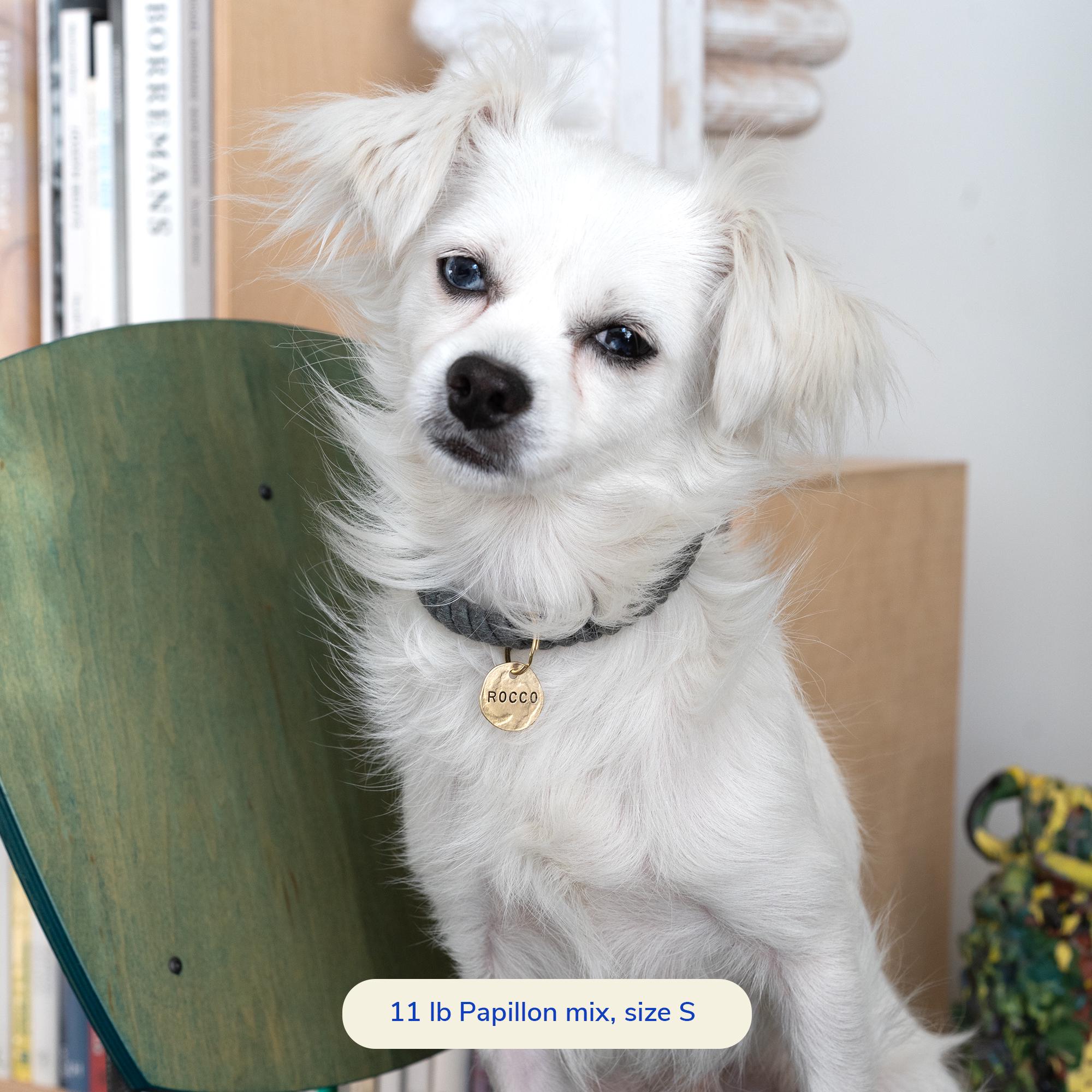 ROCCO Small: Hand Stamped Personalized Custom Pet ID Tags for Dogs and ...