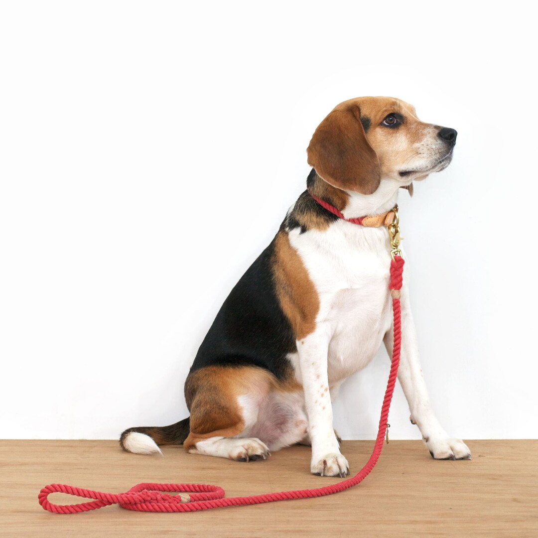 RED LEASH: Rope Pet Leash for Cats and Dogs With Brass Metal Hardware ...