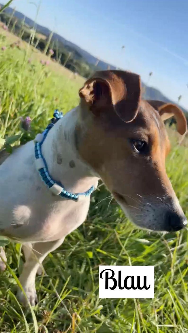 Tick Collar With EM Ceramic - Etsy