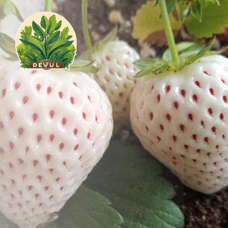 Alpine Strawberry - Etsy