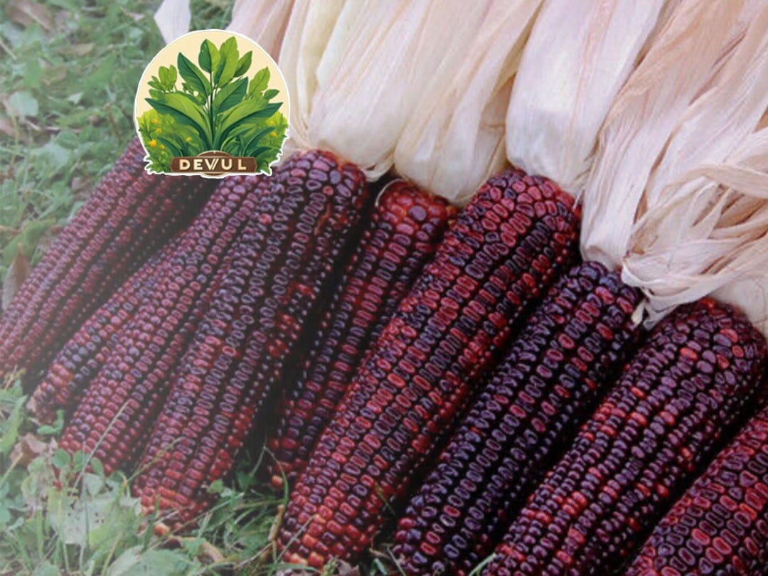 Bloody Butcher Corn Seeds | Heirloom / Non-gmo | Free Shipping - Etsy