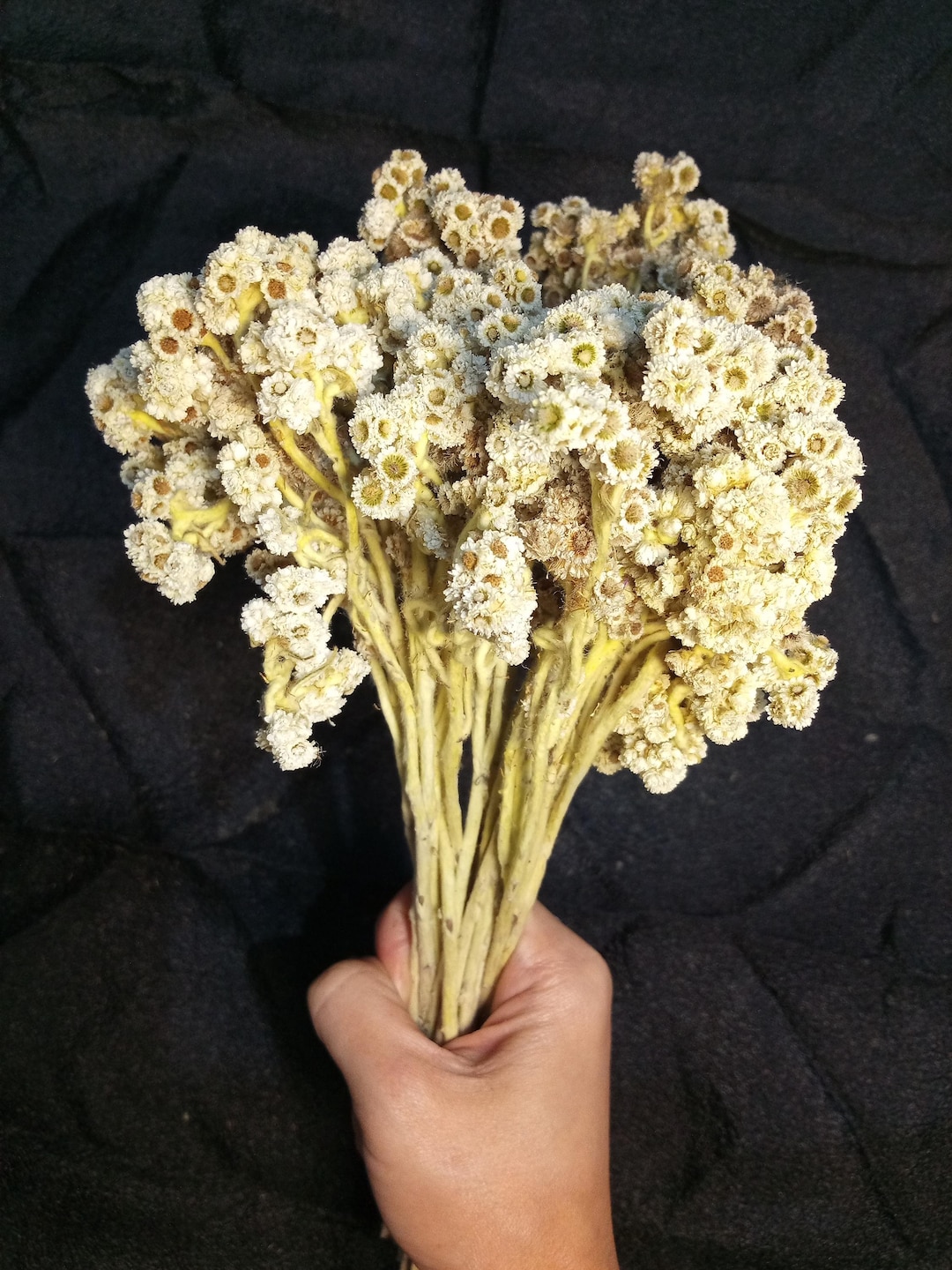 Dried Edelweiss Flower Bunch: Indonesian Everlasting Boho Decor - Etsy