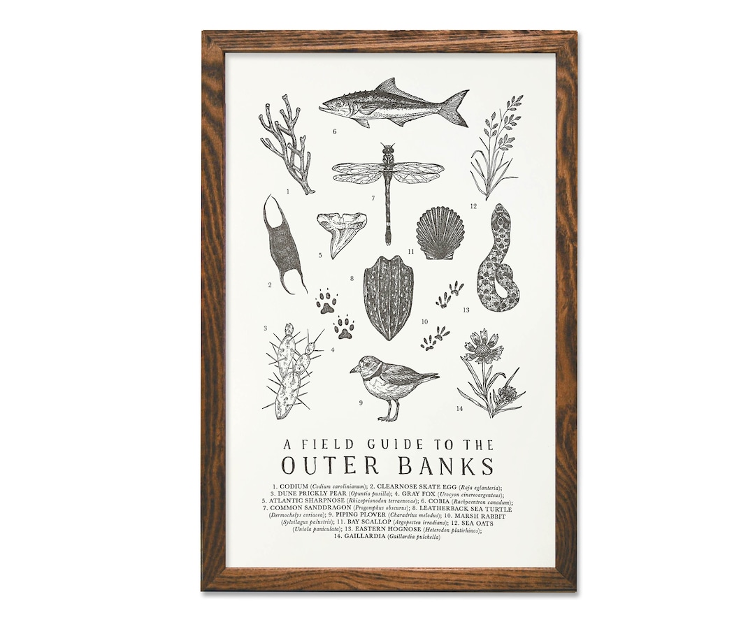 Field Guide to the Outer Banks Wildlife Print - OBX Outdoors Flora ...