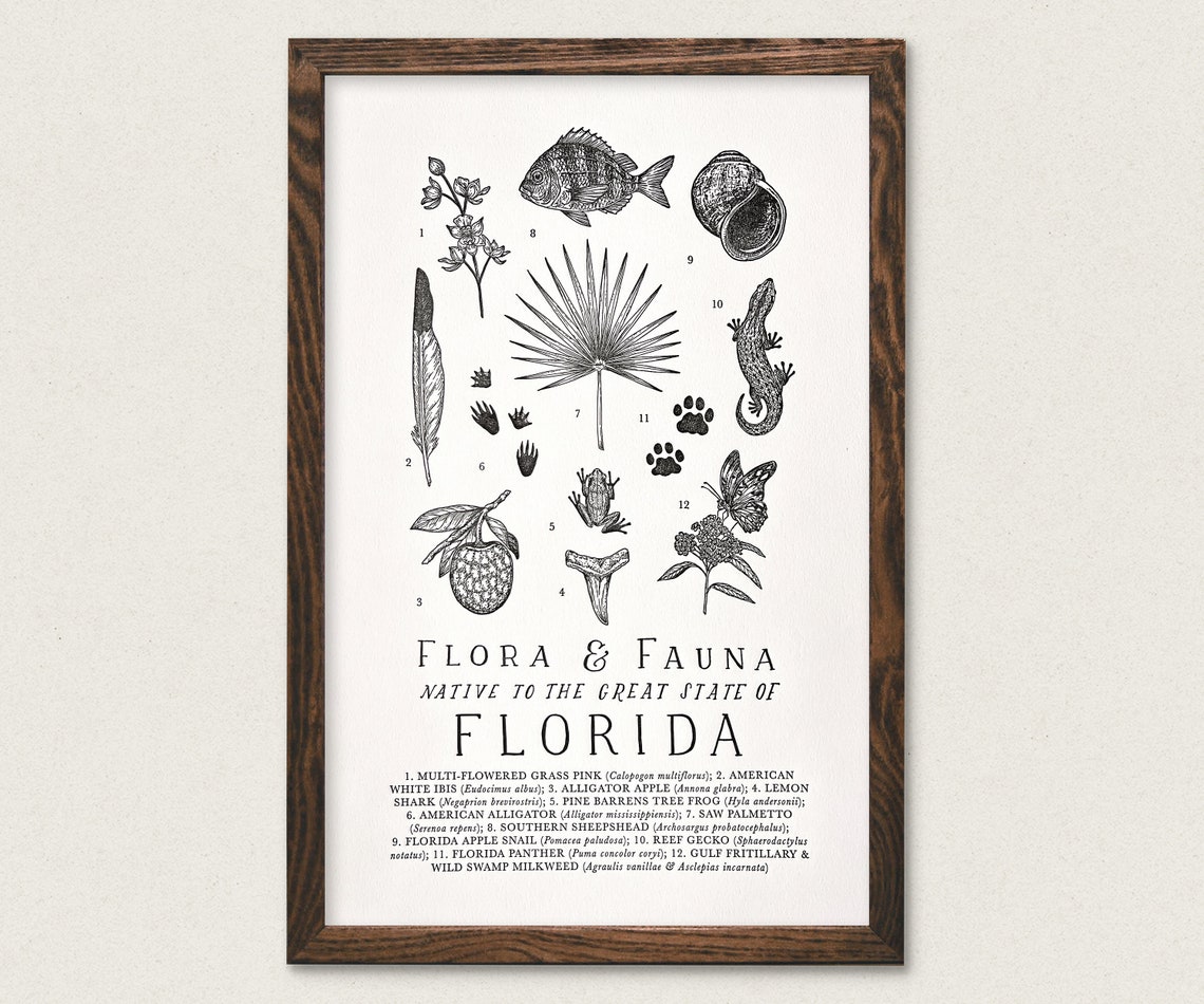 Florida Wildlife Field Guide Print FL Outdoors Flora Fauna - Etsy