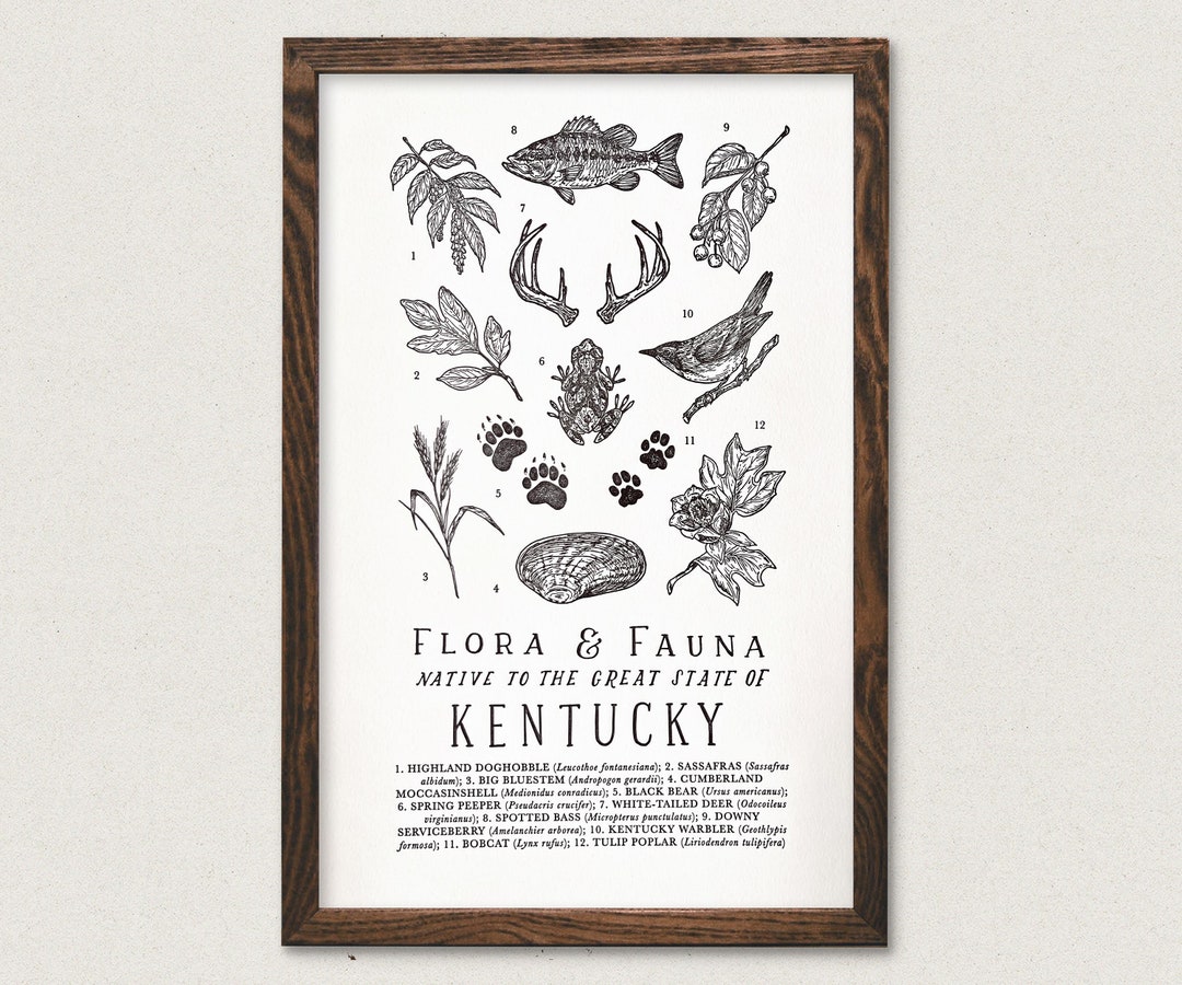 Kentucky Wildlife Field Guide Print - KY Outdoors Flora Fauna Wall Art ...