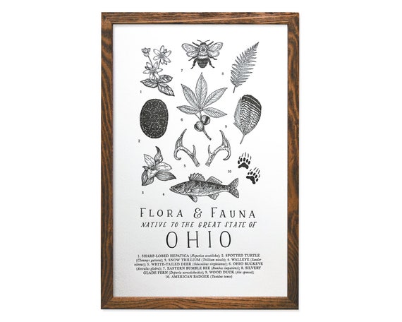 Ohio Wildlife Field Guide Print OH Outdoors Flora Fauna Wall - Etsy
