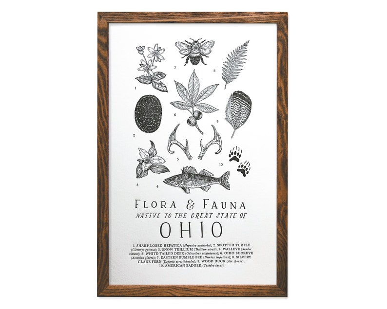 Ohio Wildlife Field Guide Print OH Outdoors Flora Fauna Wall - Etsy