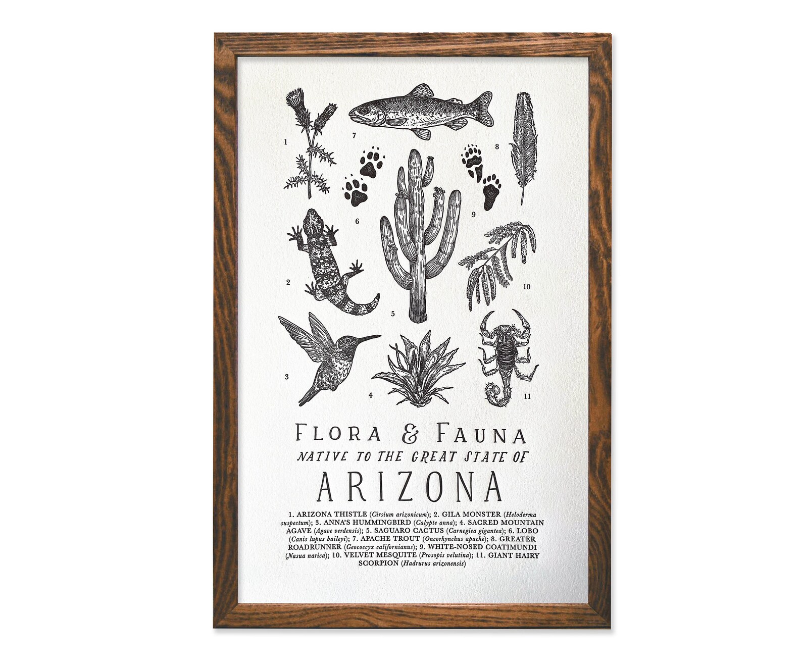 Arizona Wildlife Field Guide Print AZ Outdoors Flora Fauna - Etsy
