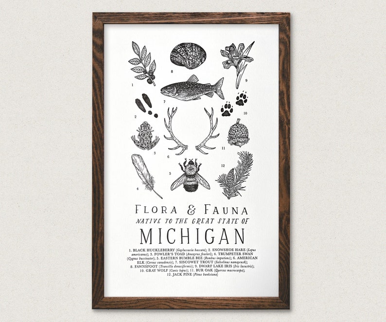 Michigan Wildlife Field Guide Print - MI Outdoors Flora Fauna Wall Art ...