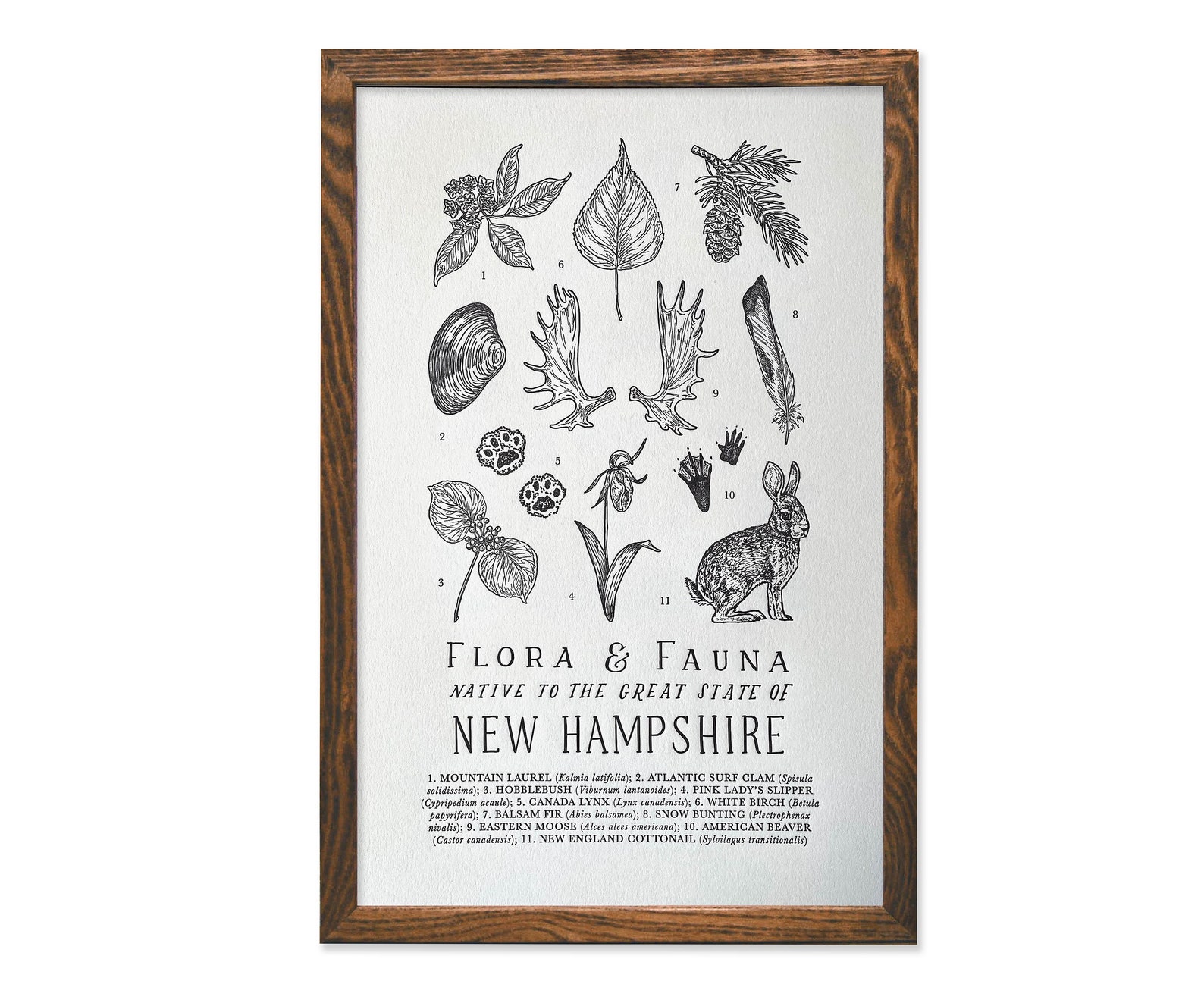 New Hampshire Wildlife Field Guide Print NH Outdoors Flora - Etsy