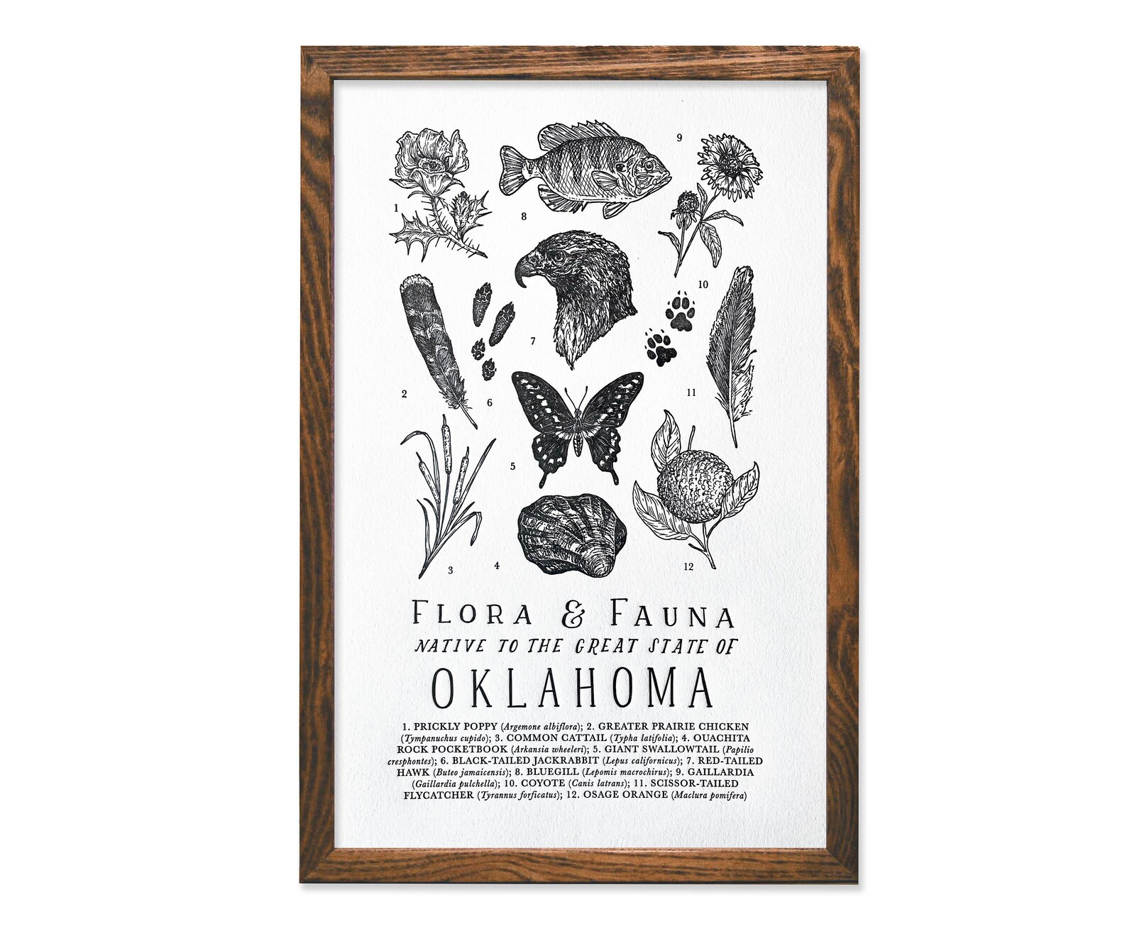 Oklahoma Wildlife Field Guide Print OK Outdoors Flora Fauna - Etsy