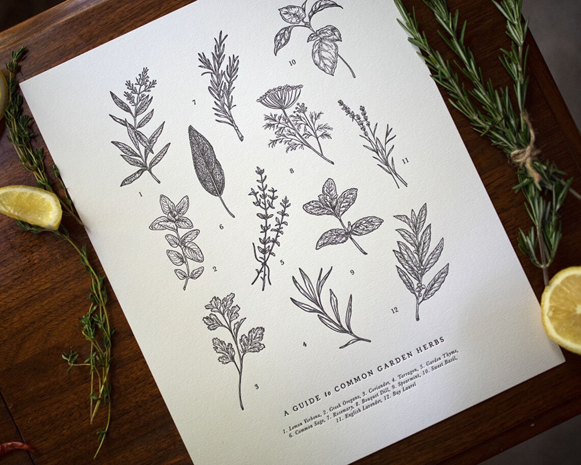 Guide to Garden Herbs Letterpress Chart - Etsy