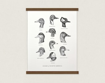 Ducks of North America Field Guide Art Print / Watercolor Ducks Bird ...