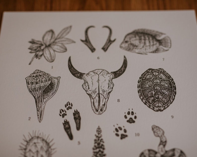 Texas Wildlife Field Guide Print TX Outdoors Flora Fauna | Etsy