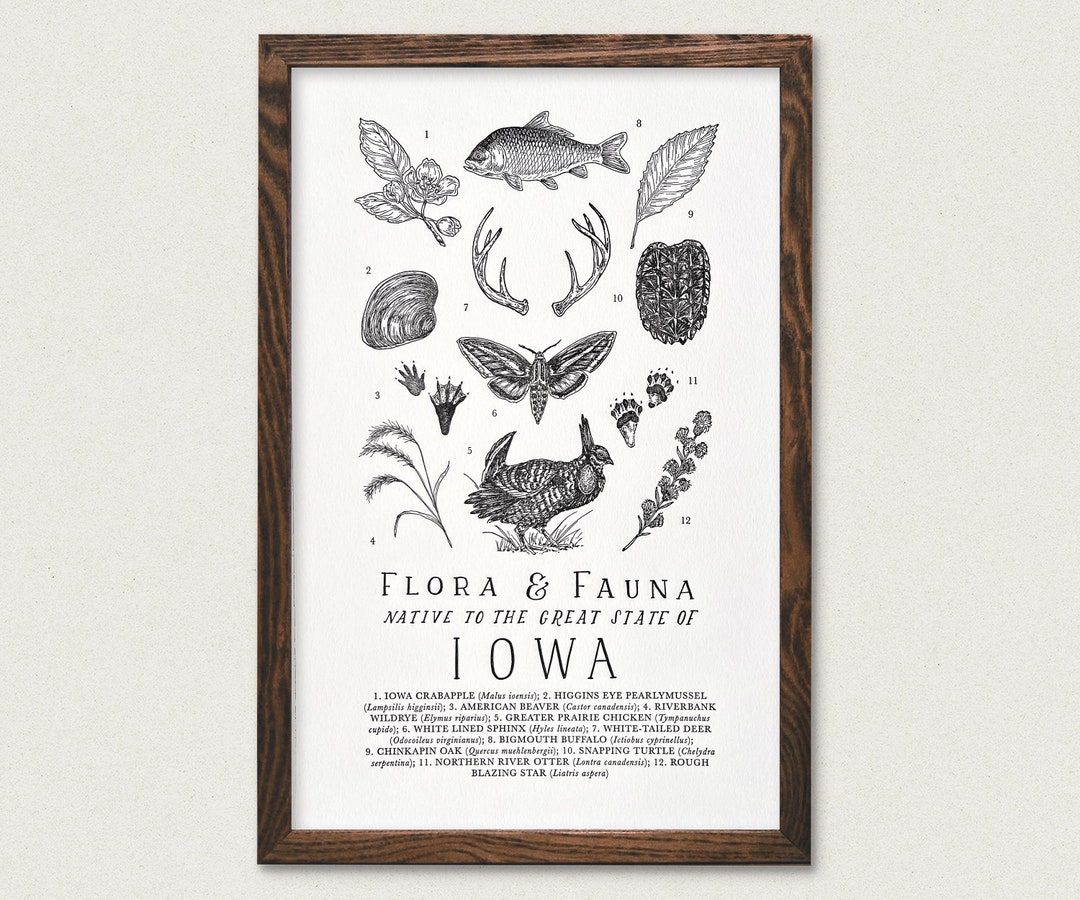 Iowa Wildlife Field Guide Print - IA Outdoors Flora Fauna Wall Art - Etsy