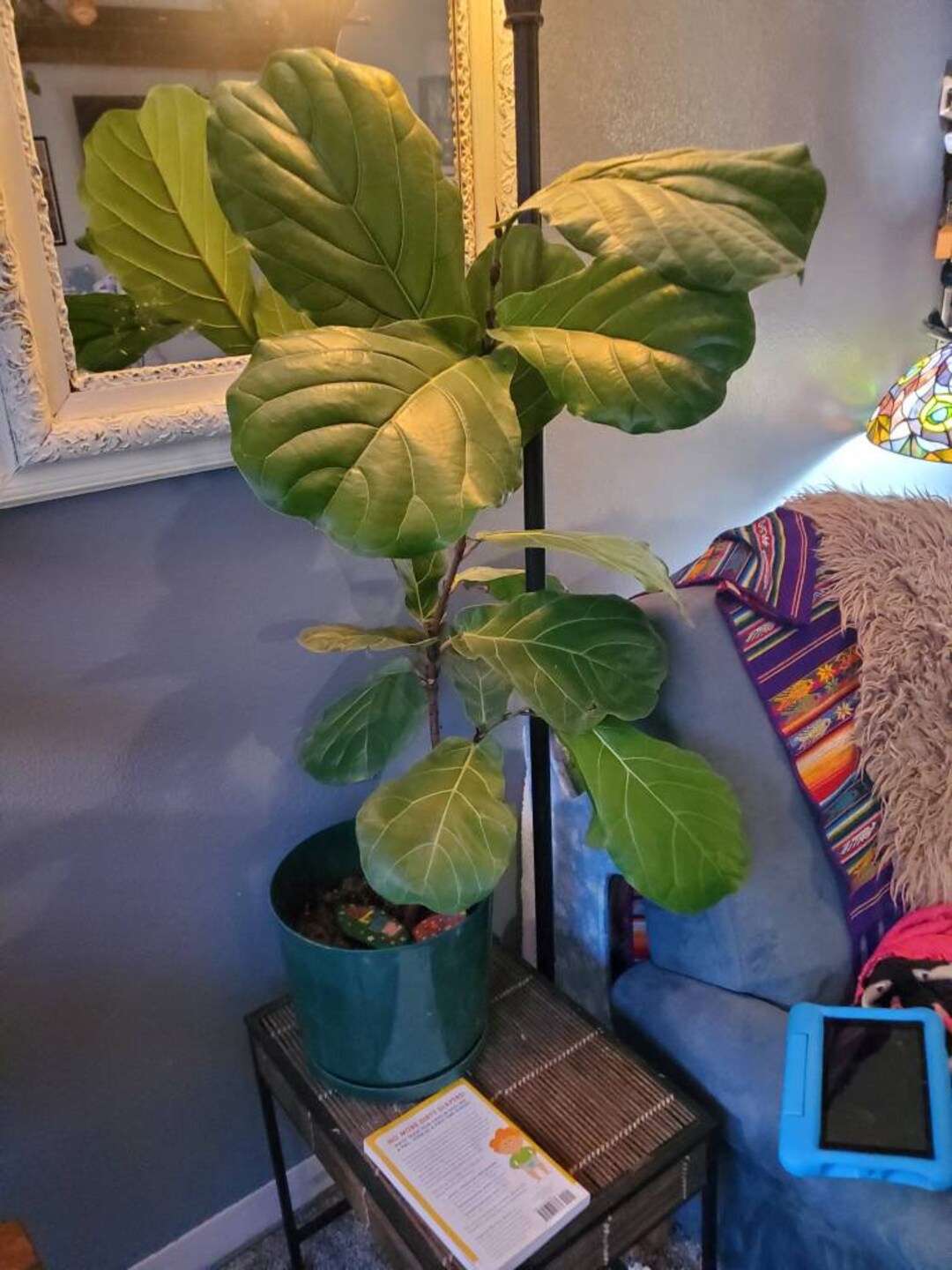 Fiddly Fig Cuttings - Etsy