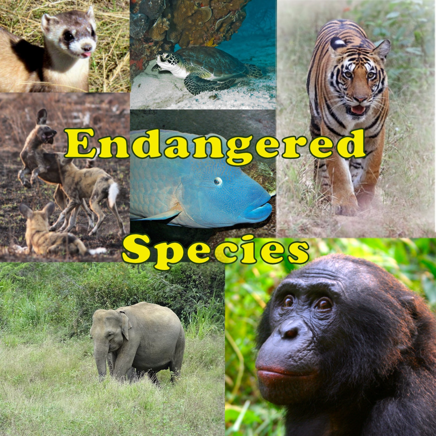 Endangered Animals Collage