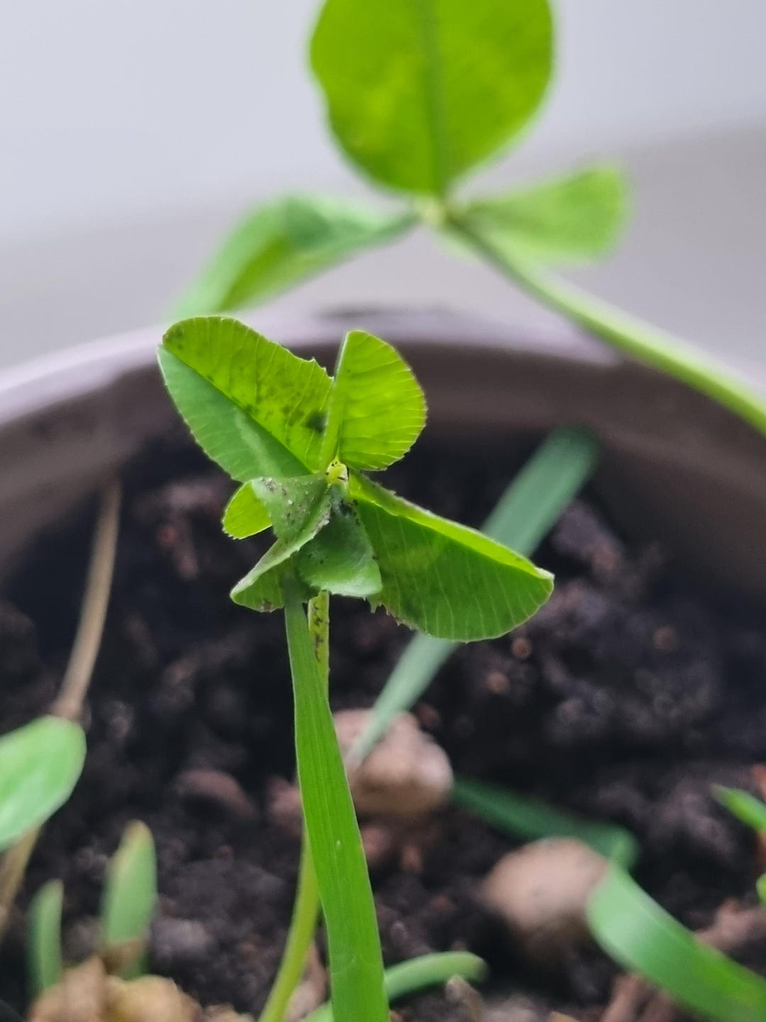 Real 6-leaf Clover in a Set With 3-, 4- & 5-leaf Clovers – Sustainably ...