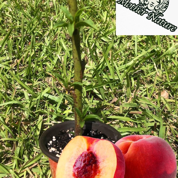 Dwarf Peach Tree - Etsy