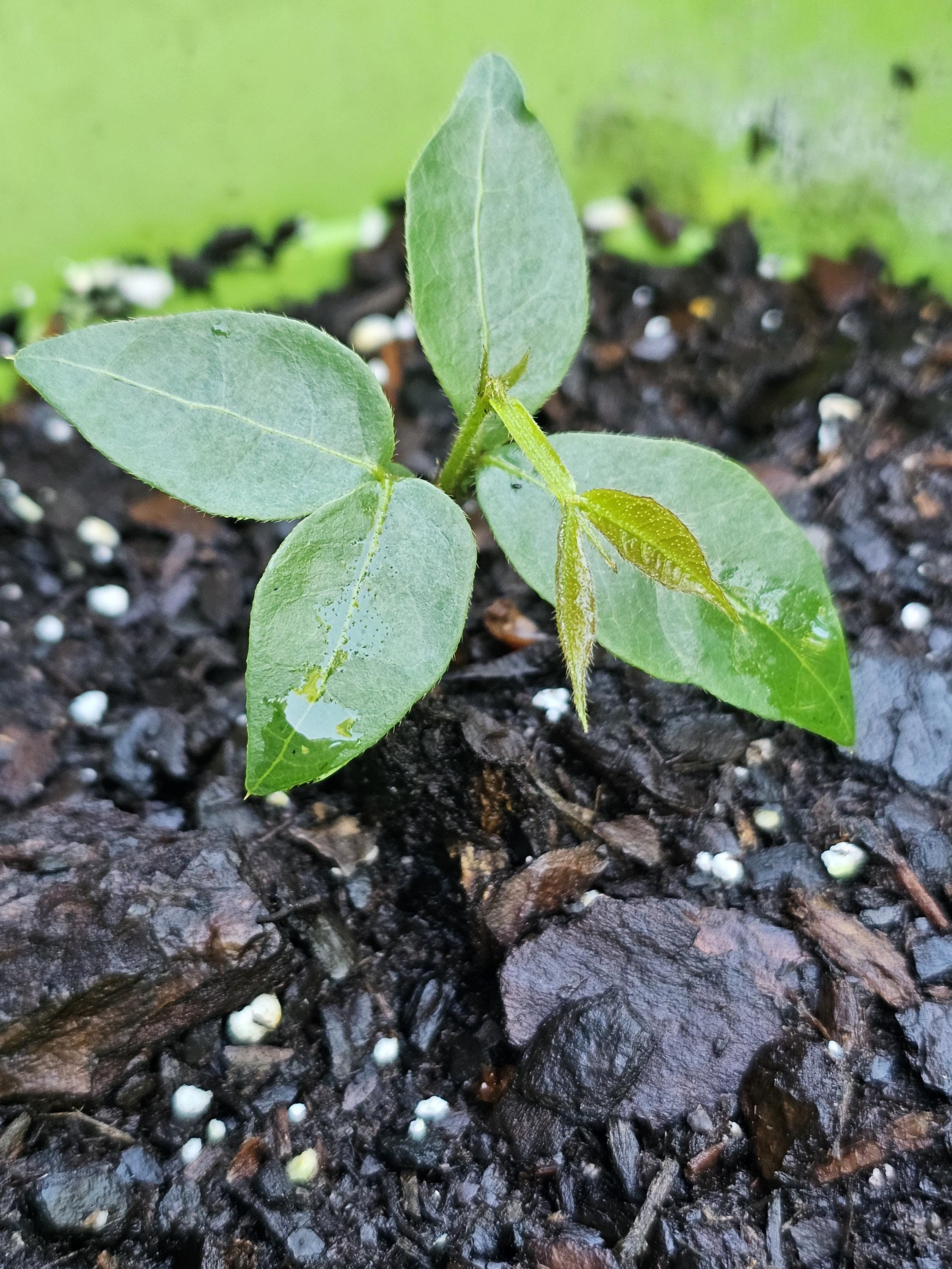 Ice Cream Bean *live* Plant "inga Edulis" - Etsy
