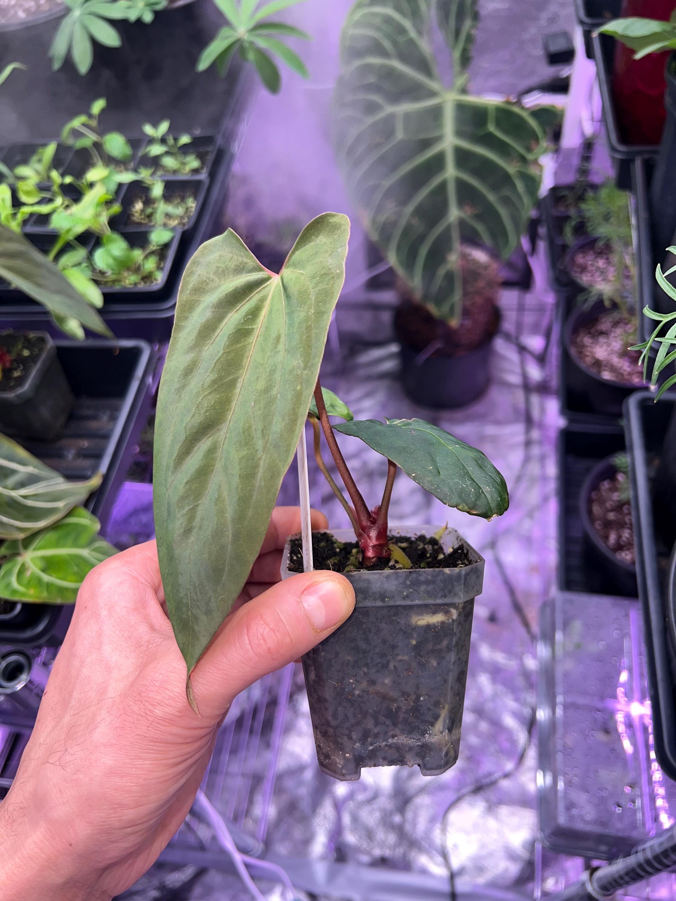 RLFS Anthurium Papillilaminum - Etsy