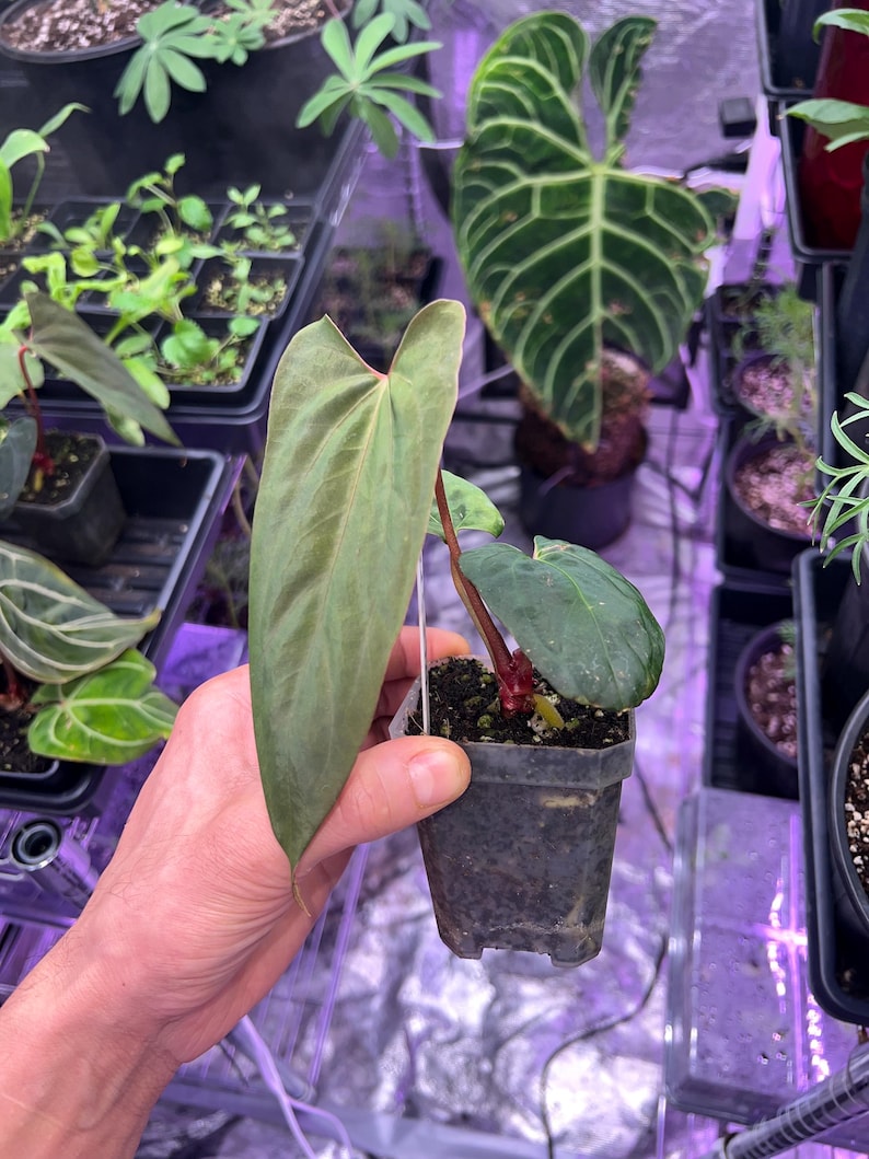 RLFS Anthurium Papillilaminum - Etsy