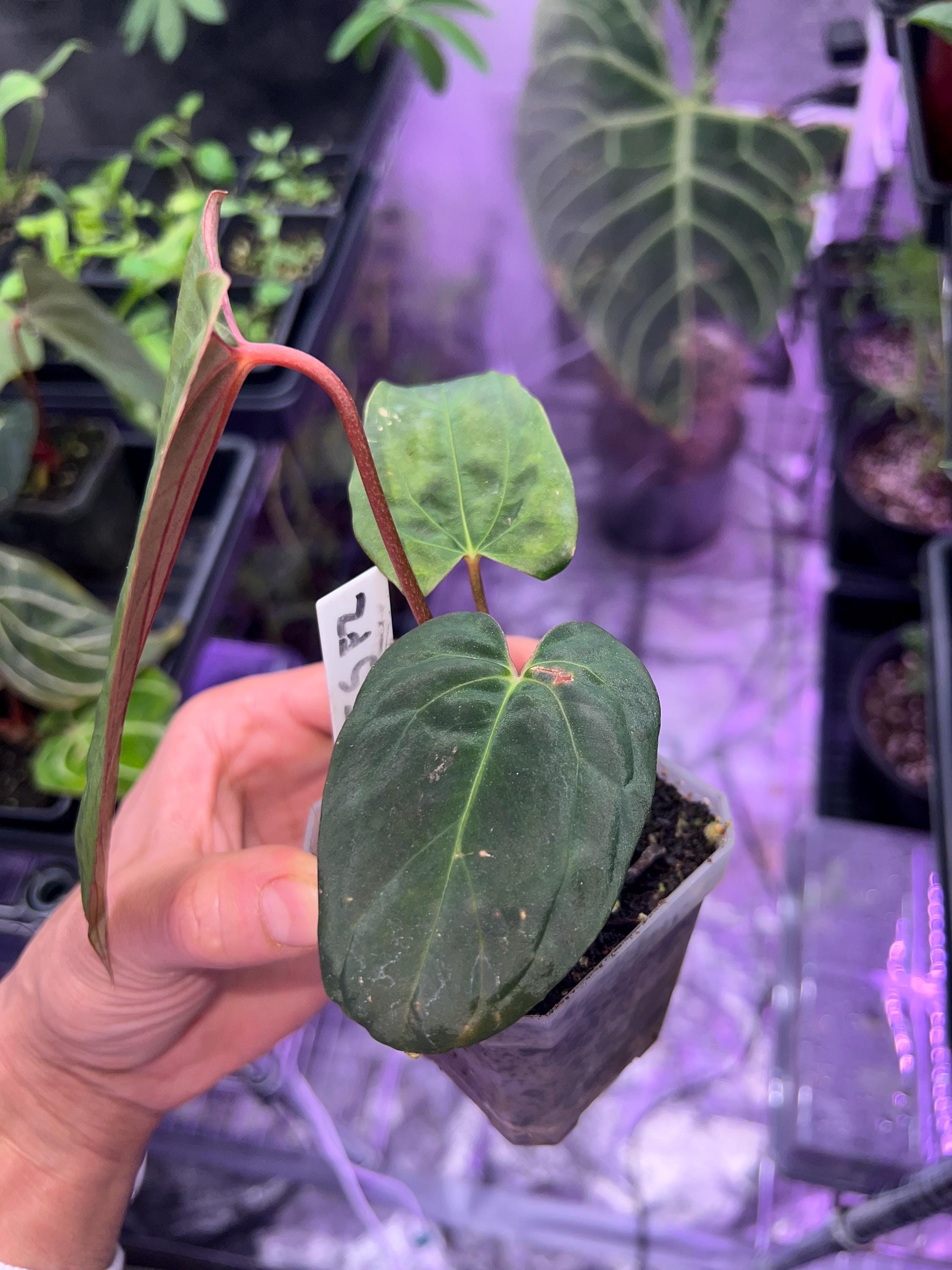 RLFS Anthurium Papillilaminum - Etsy