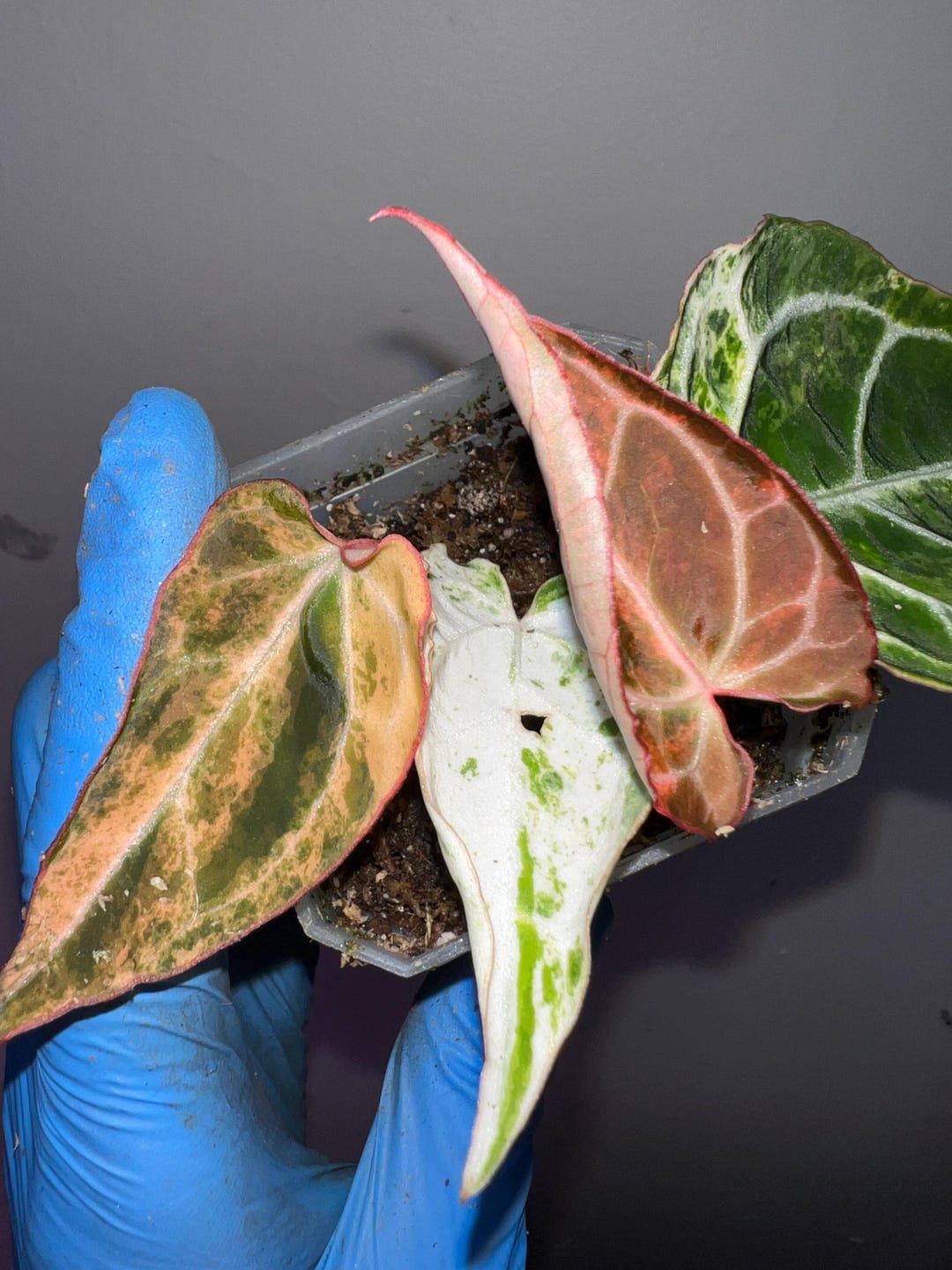 Variegated Anthurium Crystallinum Skg High Color 3 Growth Points Rare ...