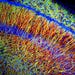 Microscopic Cell Art – Fluorescence Print of Cells, Biology Decor ...
