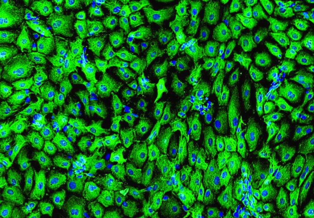 Microscopic Cell Art – Fluorescence Print of Cells, Biology Decor, Nerdy STEM Lab Art - Etsy