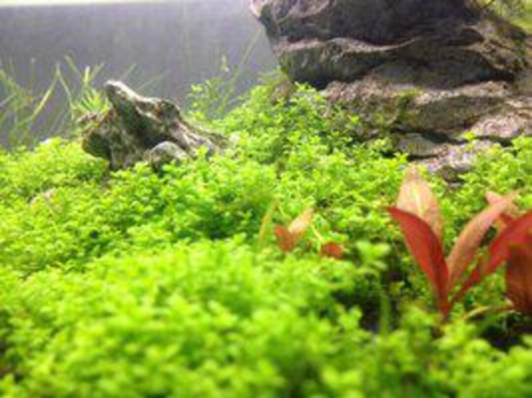 Dwarf Baby Tears – Carpet Aquarium Plant | Live Foreground Plant ...