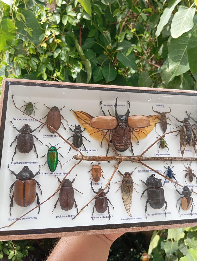 Framed Real Insect Collection Taxidermy Beetle Display, Entomology ...