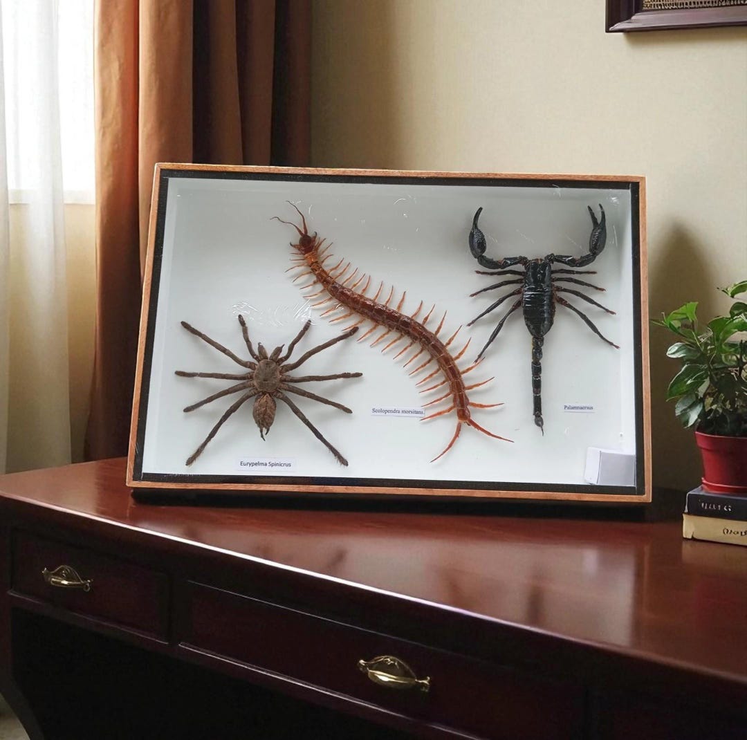 Framed Insect Taxidermy: Real Tarantula, Centipede & Scorpion Display ...