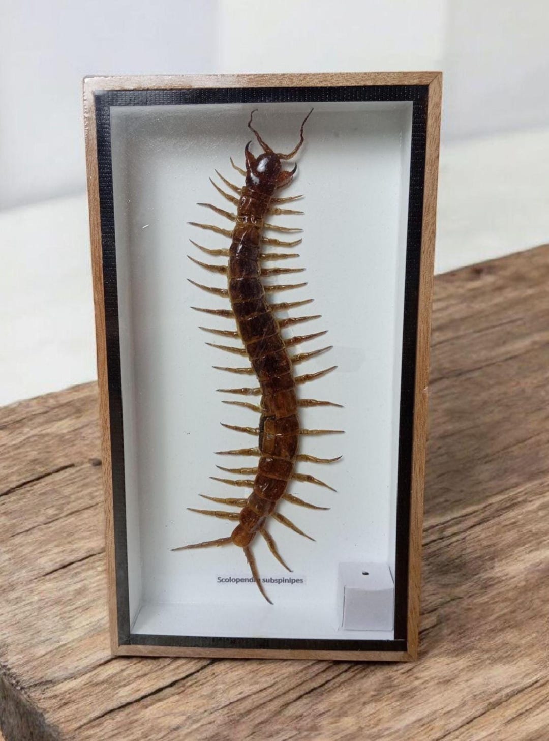 Real Giant Centipede Scolopendra Subspinipes Taxidermy Framed Preserved ...