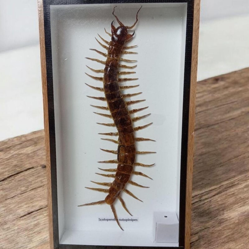 Taxidermys Centipede - Etsy