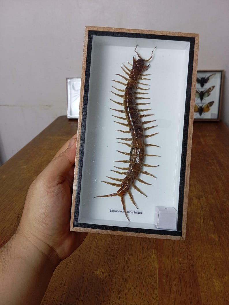 Real Giant Centipede Scolopendra Subspinipes Taxidermy Framed Preserved ...