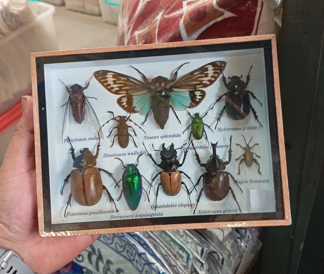 Real Beetle Taxidermy Insect Frame Collection Oddities Scarab Flying ...