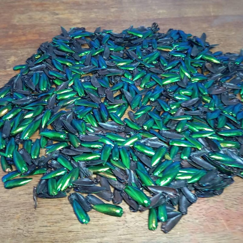 Is Sutal Made From Beetle Nut Husk - Etsy New Zealand