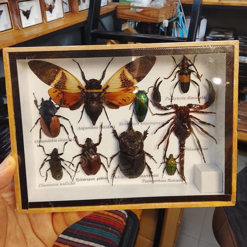 Taxidermy Insect Display Frame Real Beetles Scorpion Curiosity Cabinet ...