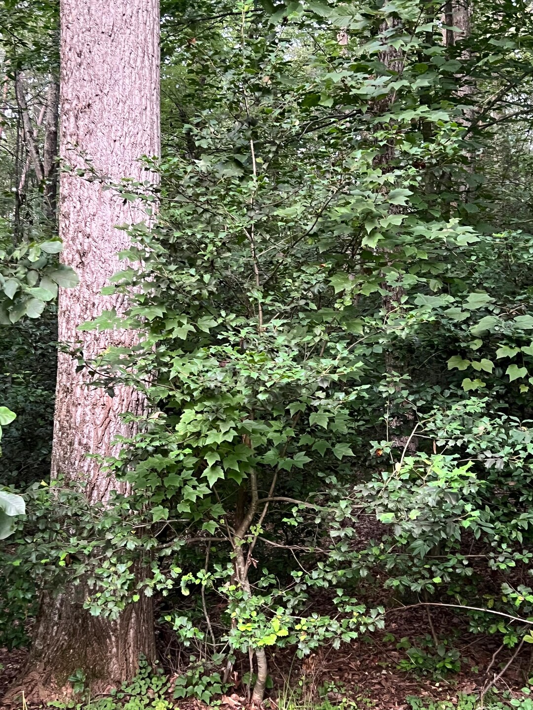 American Holly Tree Sapling: Live Evergreen for Wildlife Gardens - Etsy
