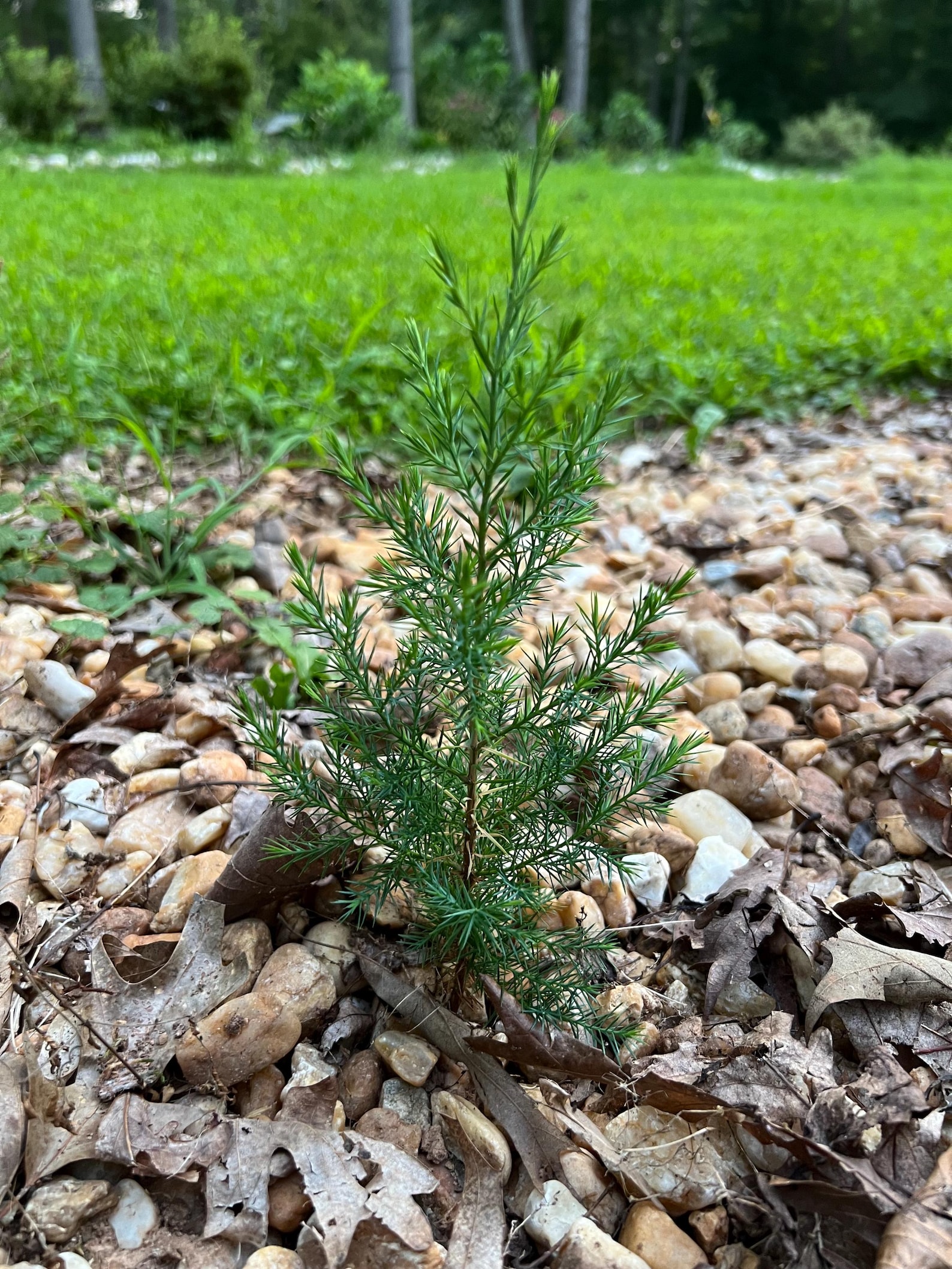 Eastern Red Cedar Sapling | Juniperus Virginiana - Etsy