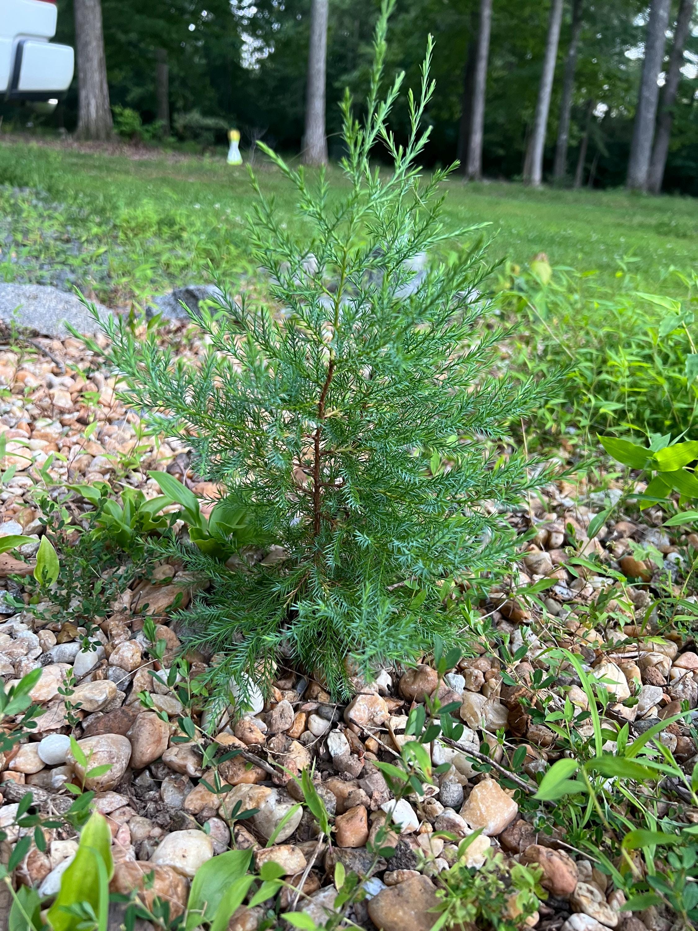 Eastern Red Cedar Sapling | Juniperus Virginiana - Etsy