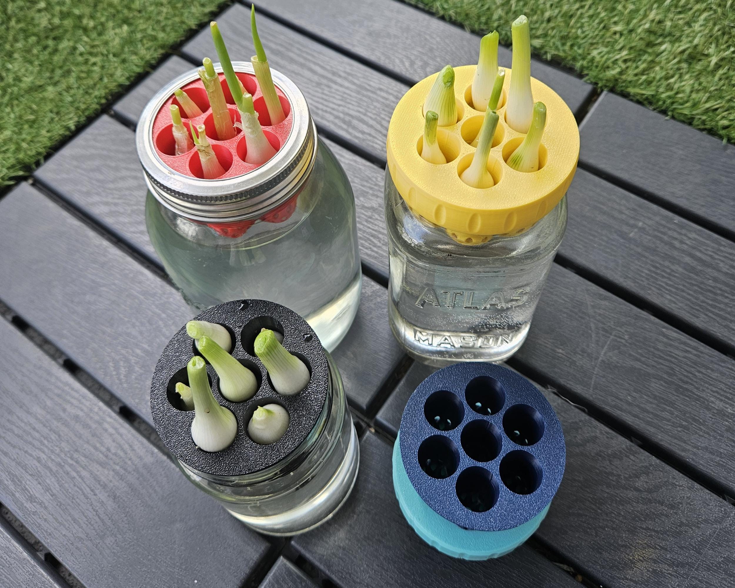 Green Onion Re-grower: Kratky Hydroponics Adapter for Mason Jars - Etsy