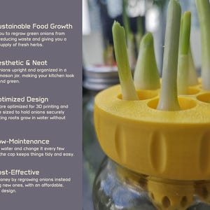 Green Onion Re-grower: Kratky Hydroponics Adapter for Mason Jars - Etsy