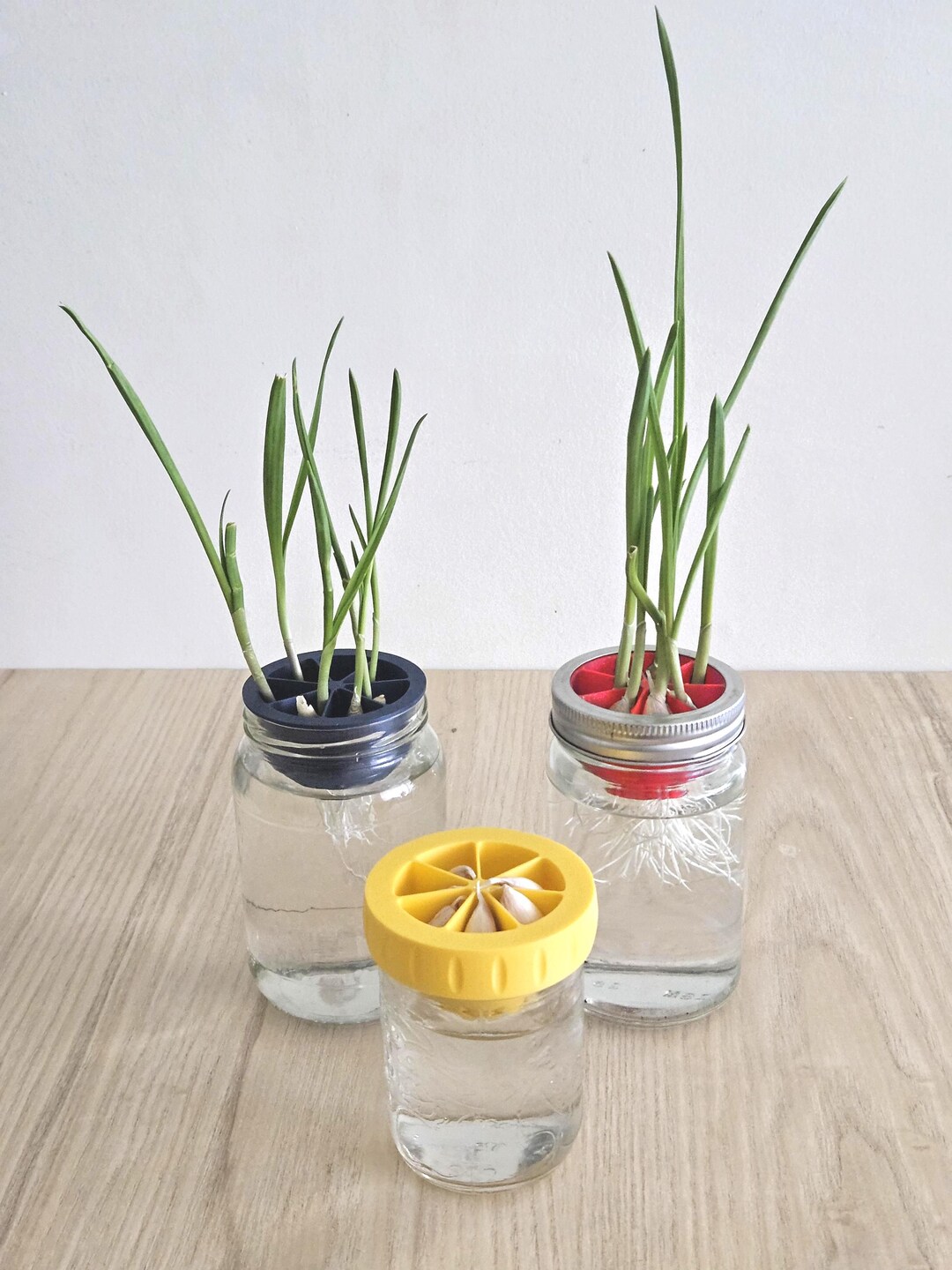 Garlic Grower: Kratky Hydroponics Adapter for Regular Mouth Mason Jar ...