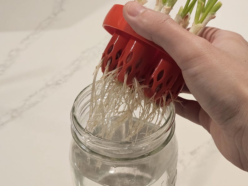 Green Onion Re-grower: Kratky Hydroponics Adapter for Mason Jars - Etsy