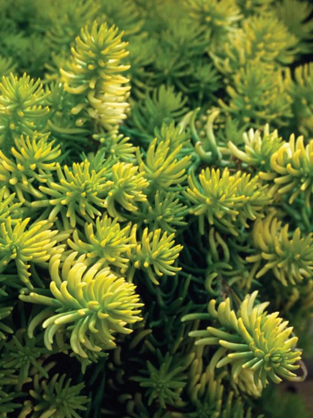 Sedum Rupestre 'angelina' – Low-growing Golden Groundcover Succulent ...