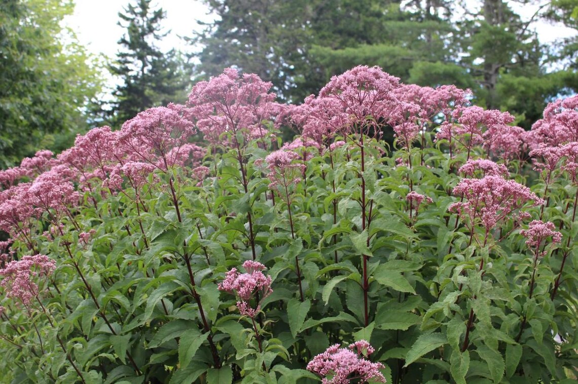 Tall Native Perennial Seeds – Pollinator-friendly Blooms - Etsy