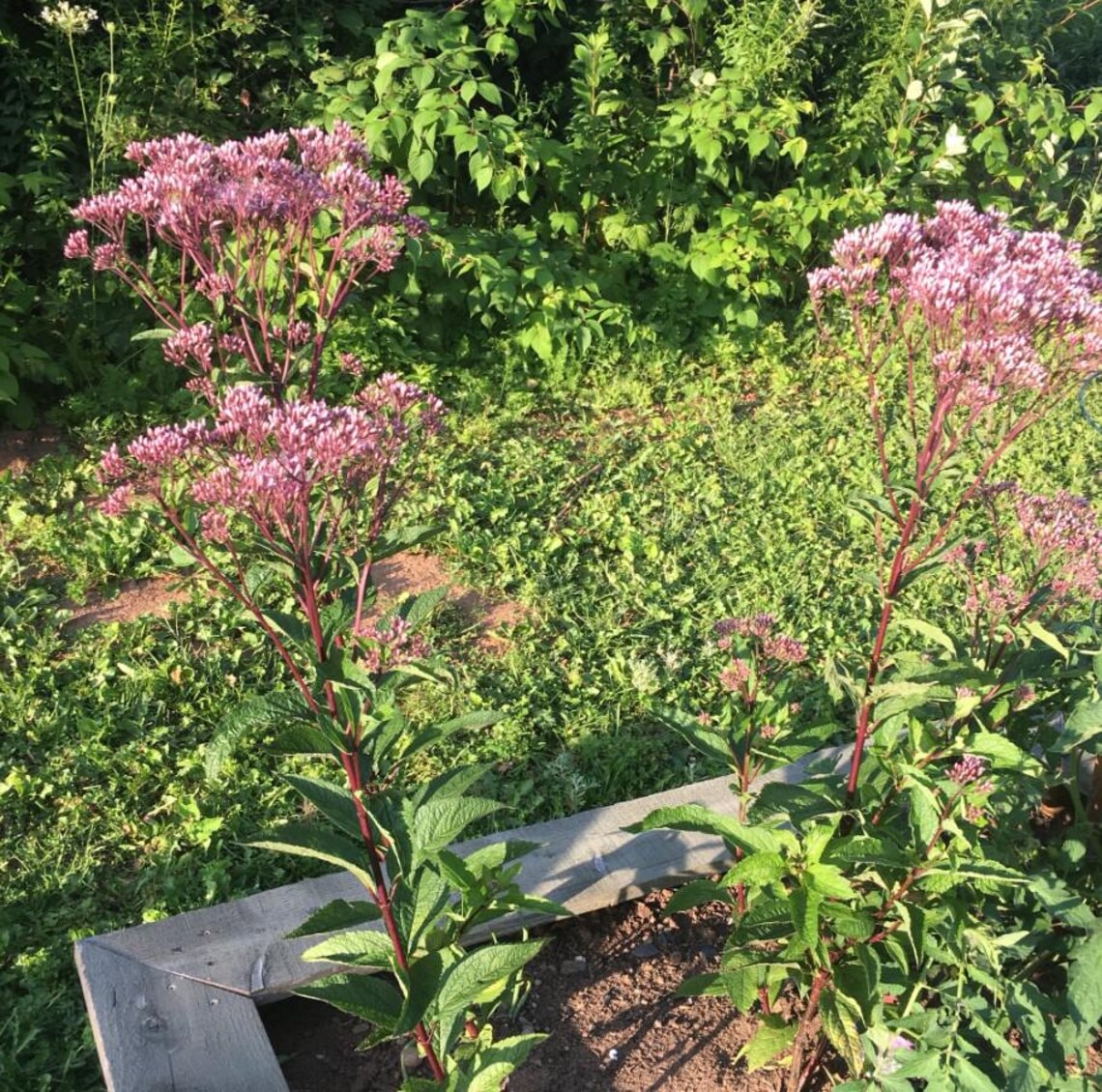 Tall Native Perennial Seeds – Pollinator-friendly Blooms - Etsy