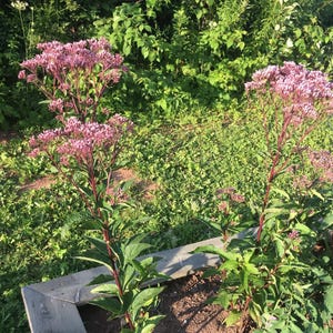 Tall Native Perennial Seeds – Pollinator-friendly Blooms - Etsy